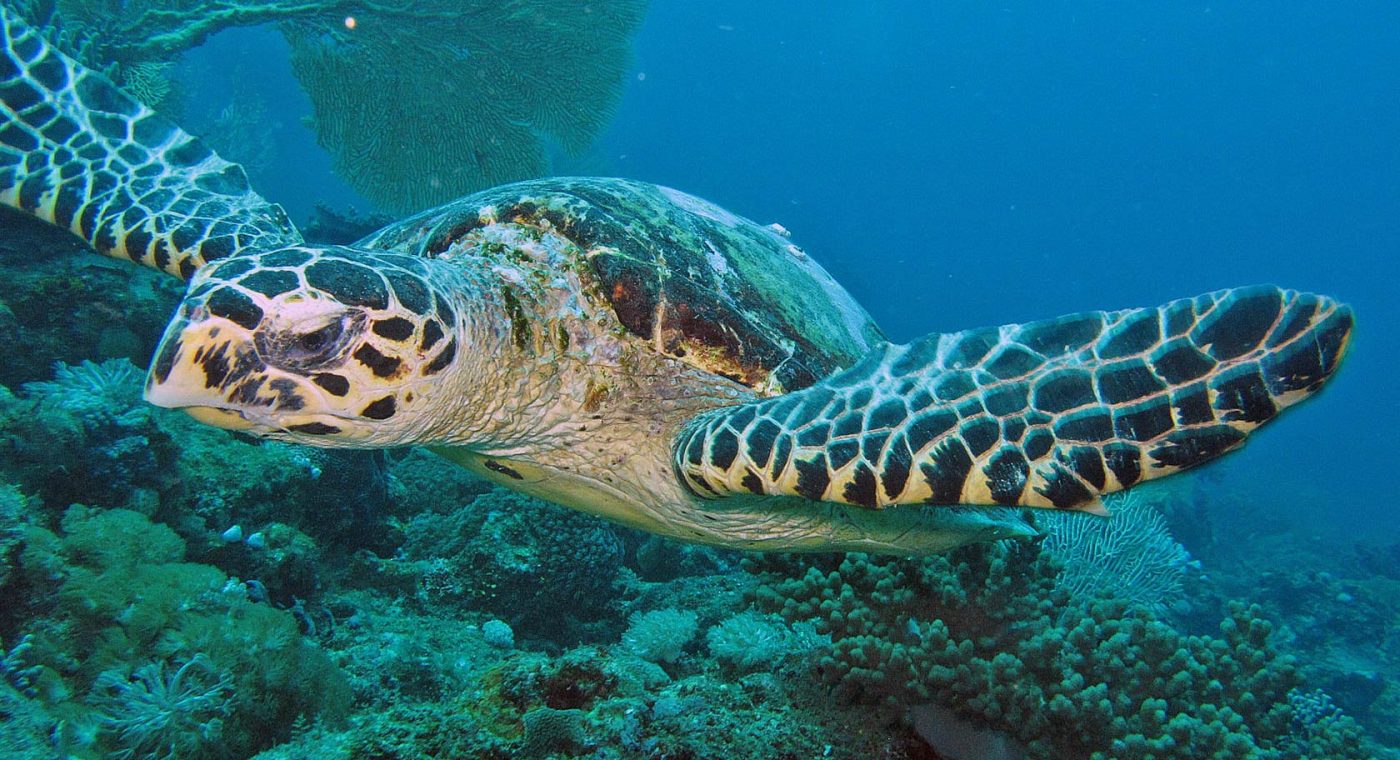 Dive sites in Radama - Radama Islands Resort