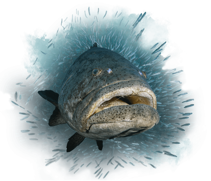 Pêche - Radama Islands Resort