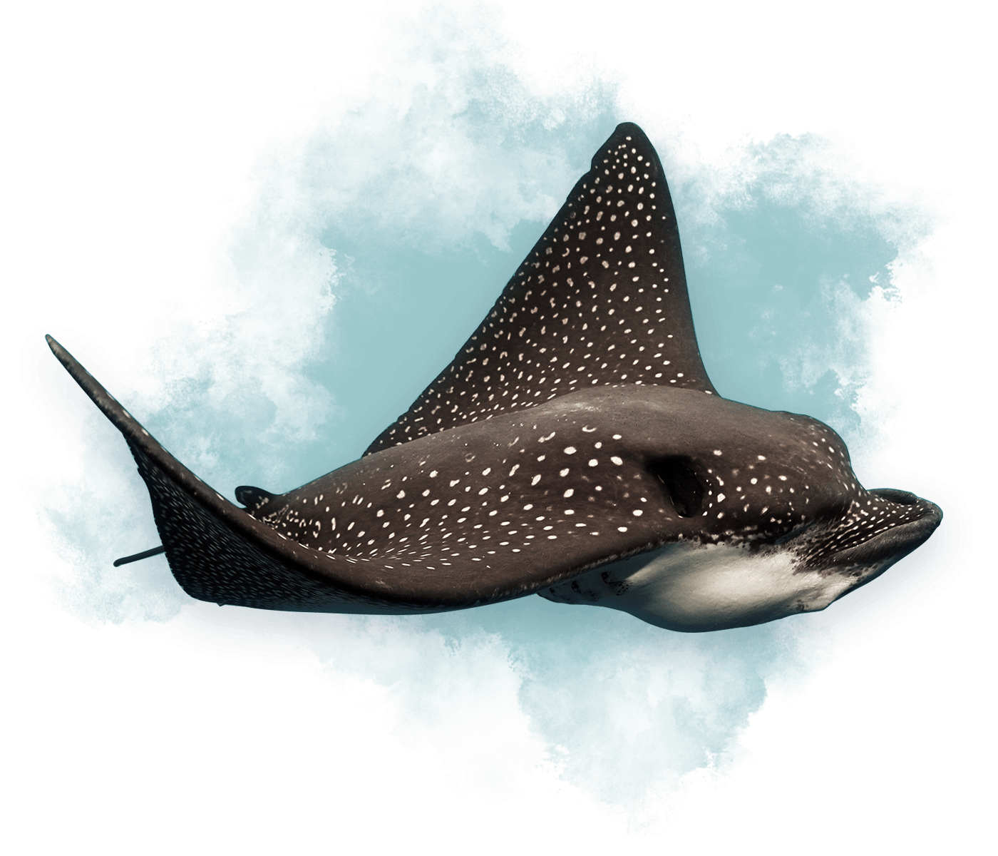 Plongée - Radama Islands Resort