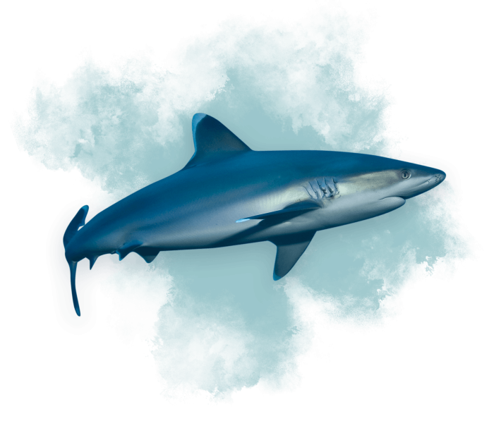 Pêche - Radama Islands Resort